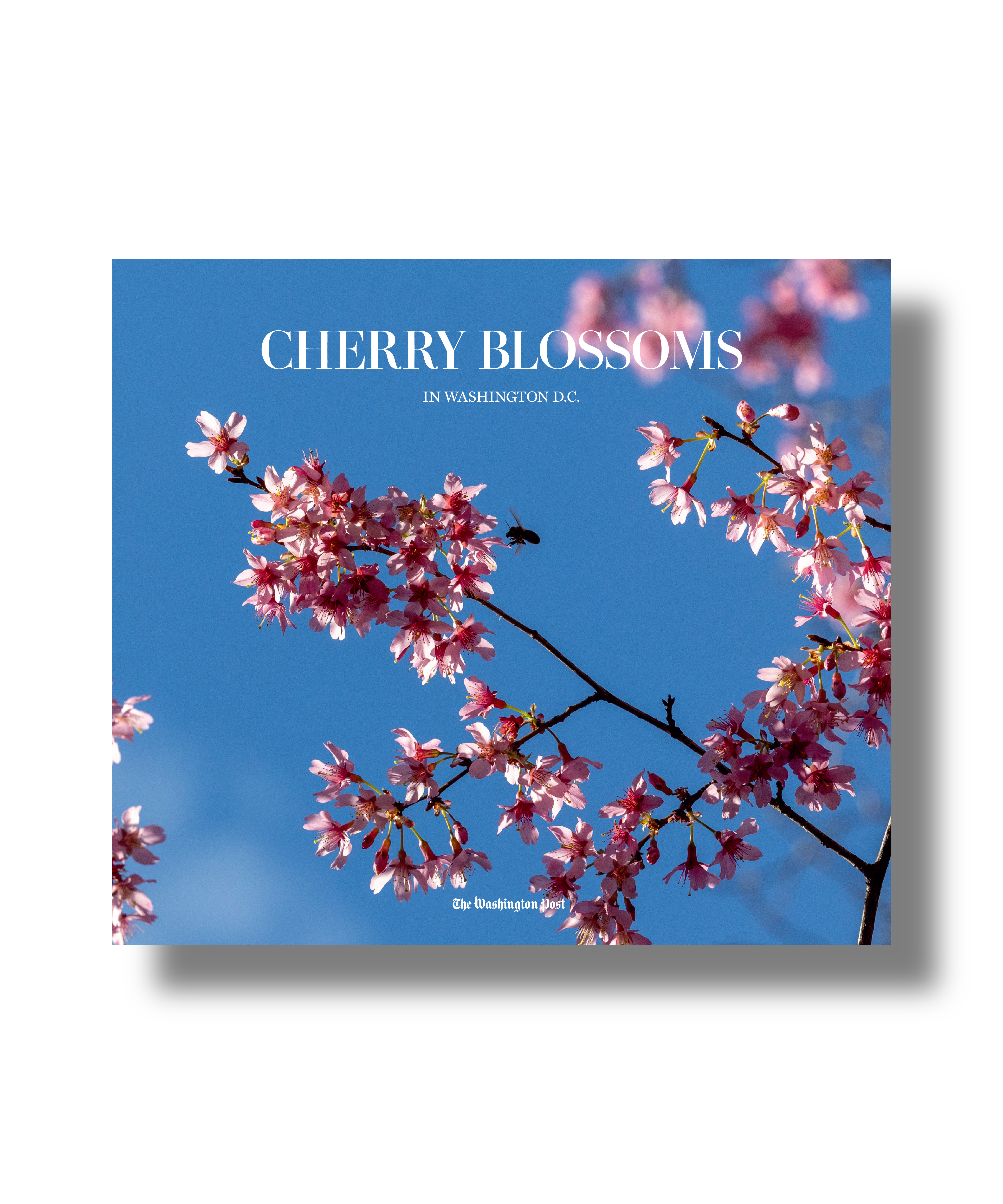 Cherry Blossom Photo Book – The Washington Post